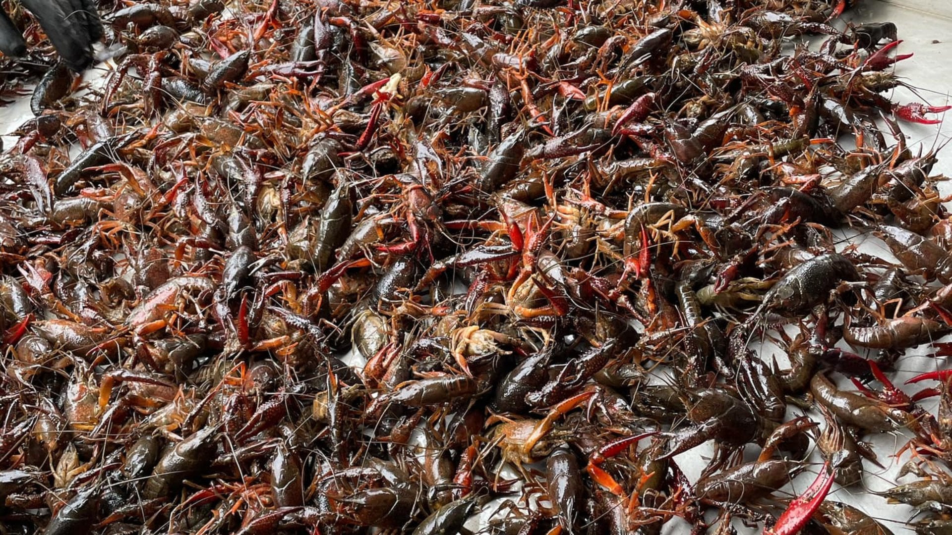 Ship Out of States – bestcrawfishllc